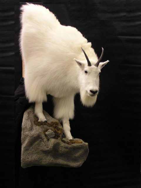 Mountain Goat - Alaska Precision Taxidermy