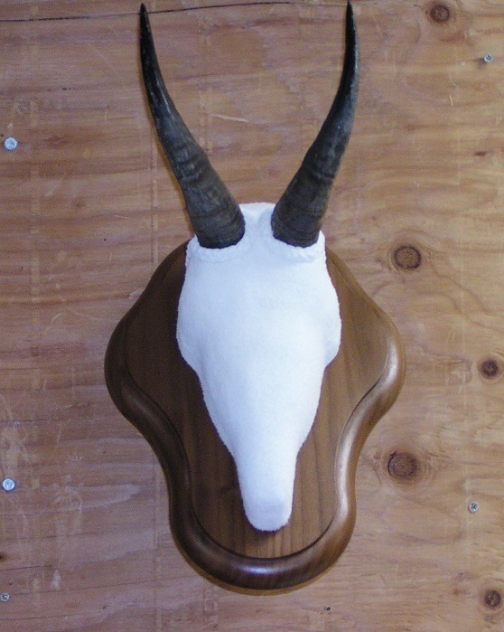 Mtn Goat Horn Mount - Alaska Precision Taxidermy