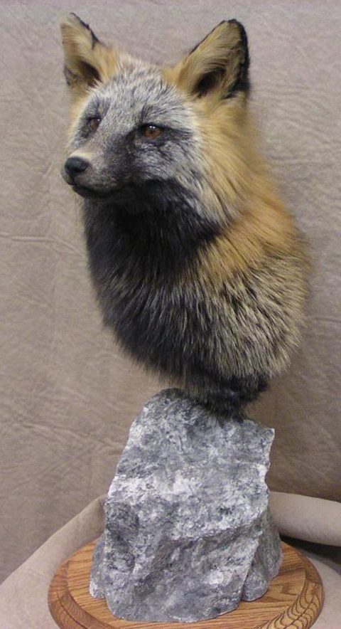 Cross Fox Pedestal - Alaska Precision Taxidermy