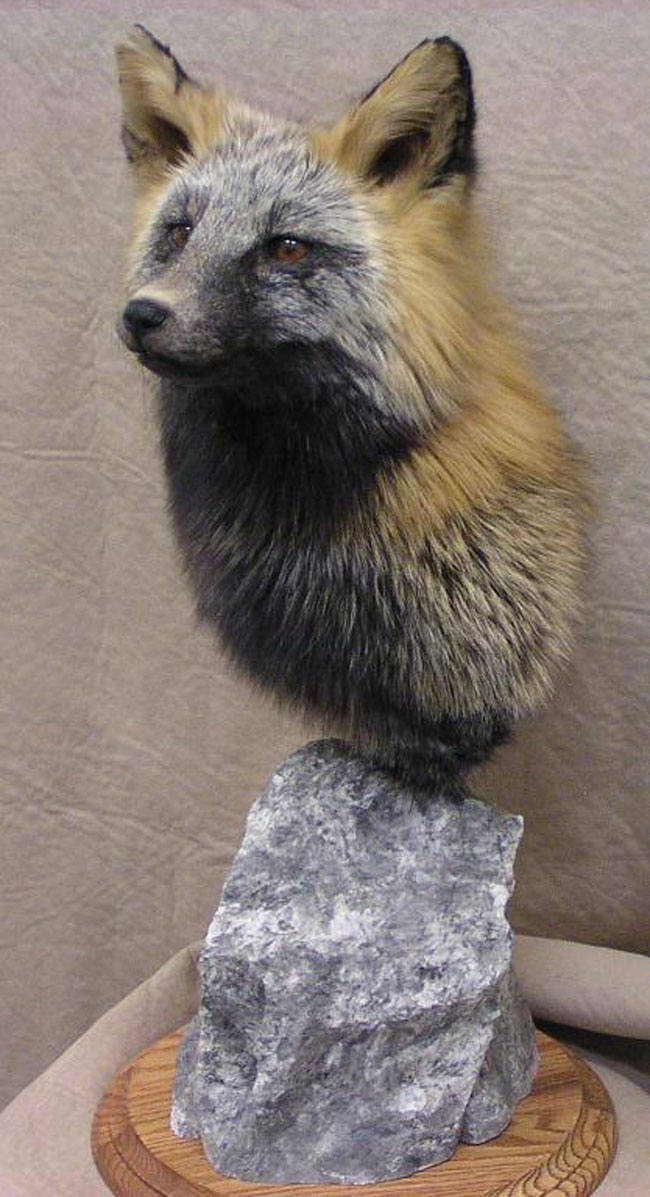 Cross Fox Pedestal - Alaska Precision Taxidermy
