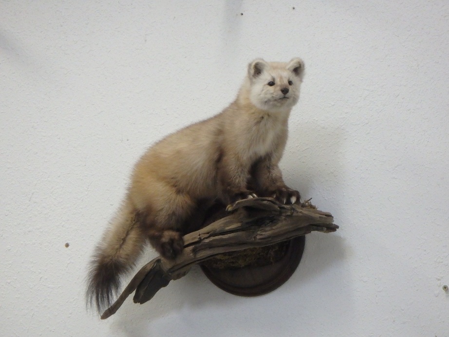 Marten - Alaska Precision Taxidermy