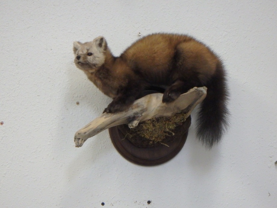 Marten - Alaska Precision Taxidermy
